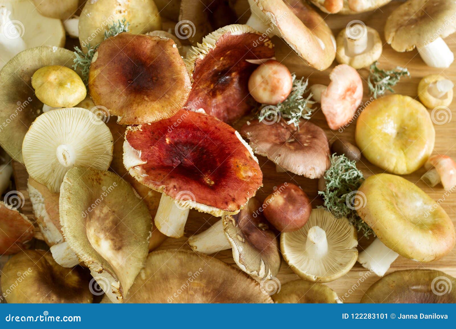 Mushrooms of Various Types, Shapes and Colors on a Wooden Surface ...