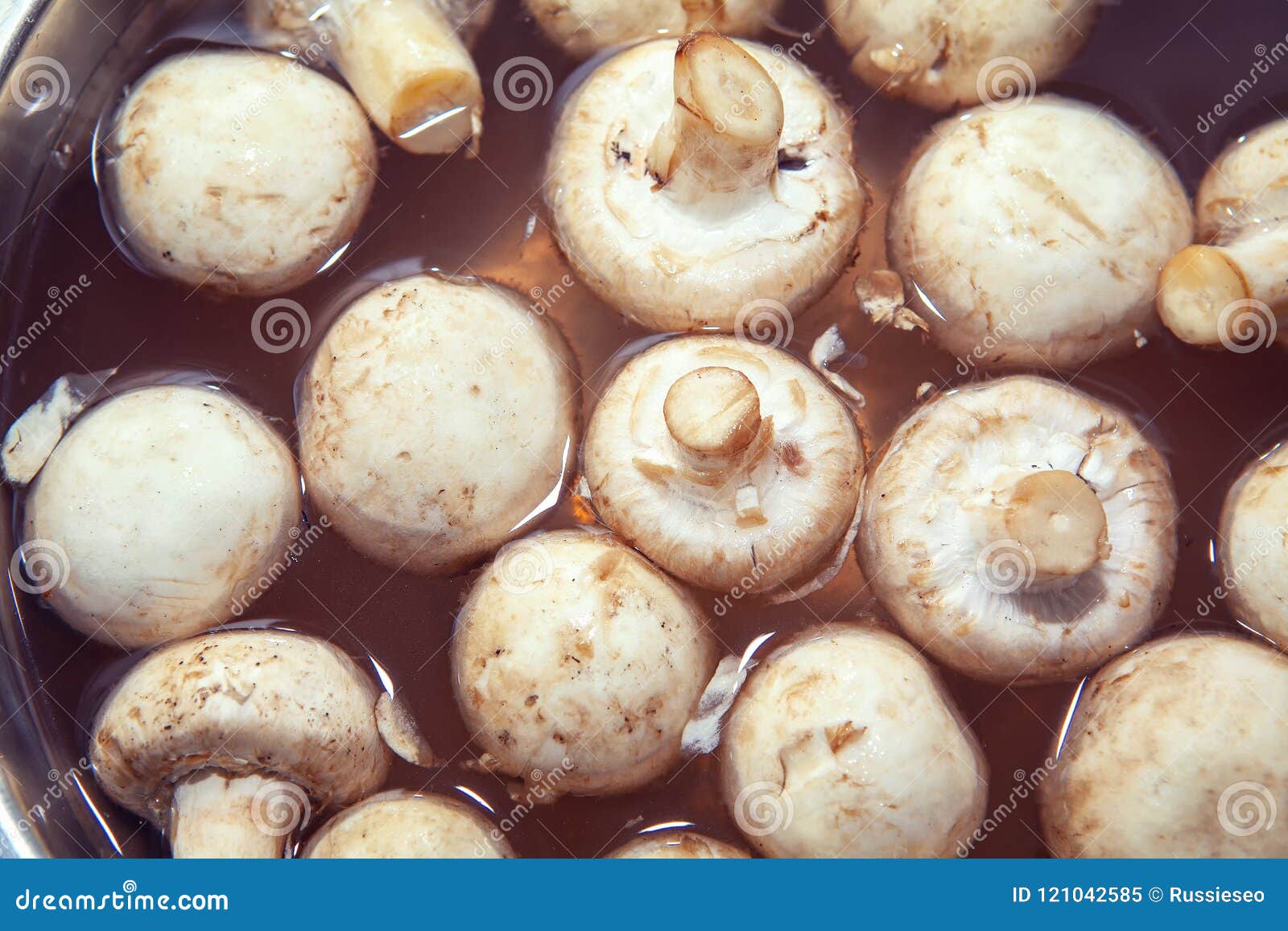 Mushrooms in the water stock image. Image of healthy - 121042585