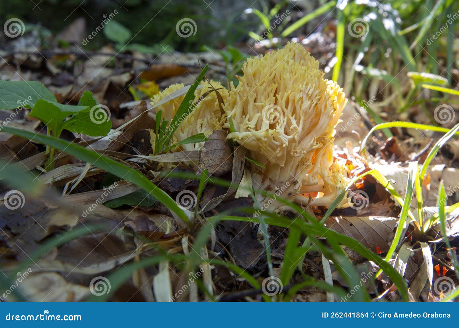 Mushrooms Ramaria Flava stock photo. Image of closeup - 262441864