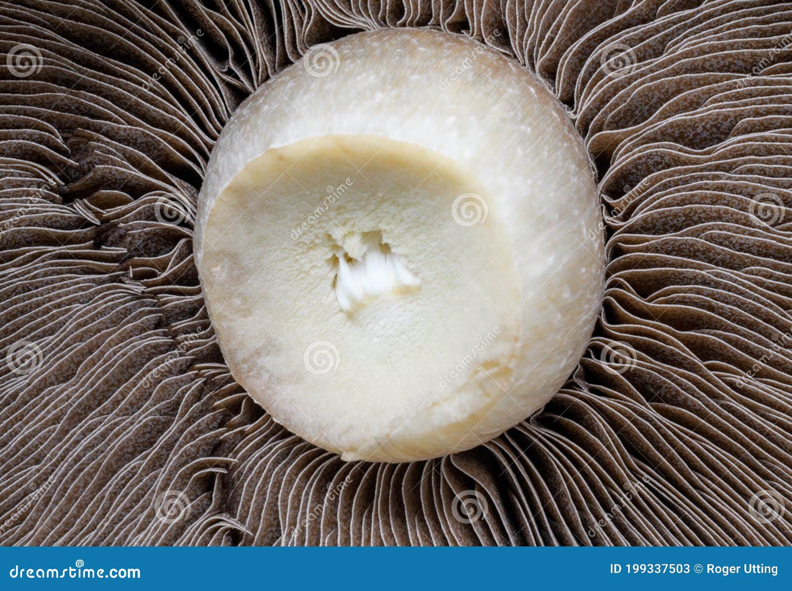 Mushrrom Close up stock image. Image of fungus, nature - 199337503
