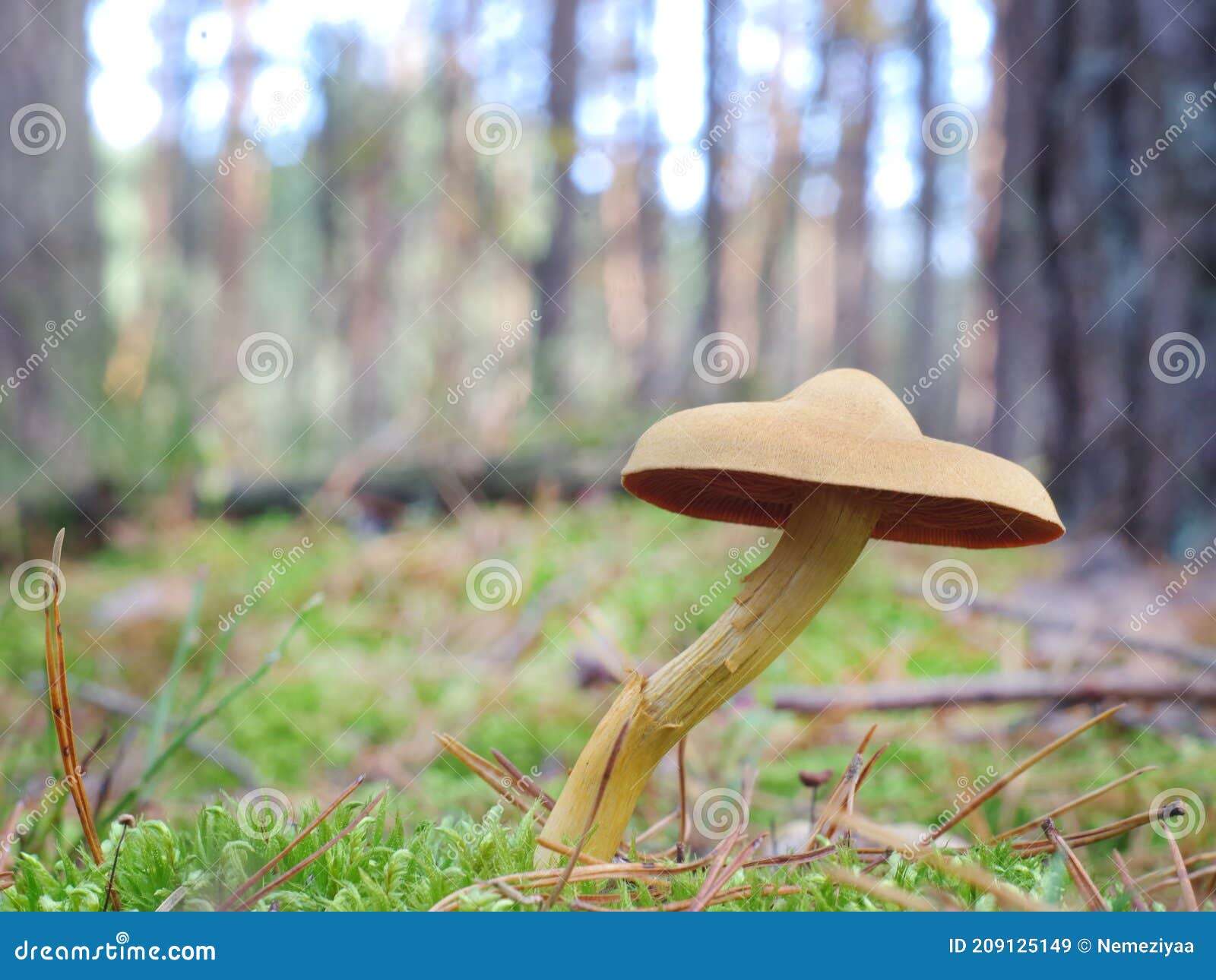 Mushrum in the Autumn Forest Stock Image - Image of wild, natural ...