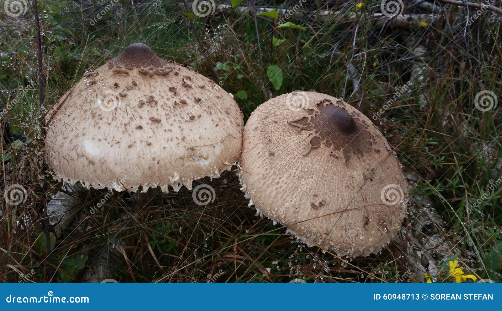 Mushrum stock image. Image of nice, mushrum, forest, nature - 60948713