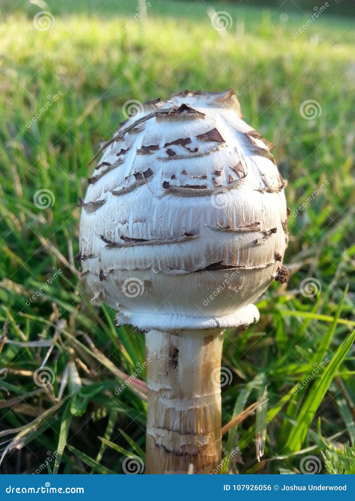 Mushy stock photo. Image of mushroom, mushy, white, field - 107926056
