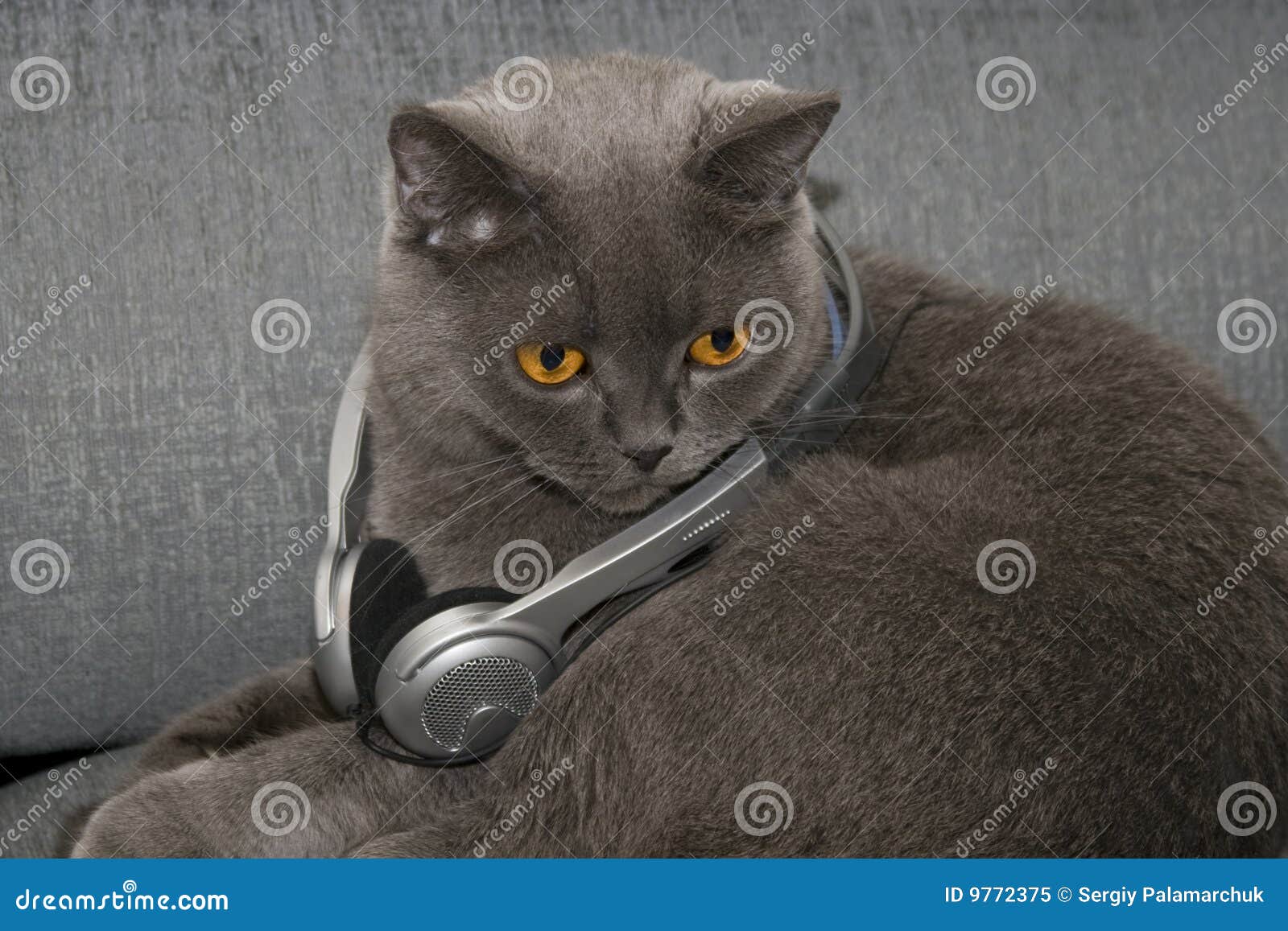 Music cat stock image. Image of cats, sofa, grey, music - 9772375