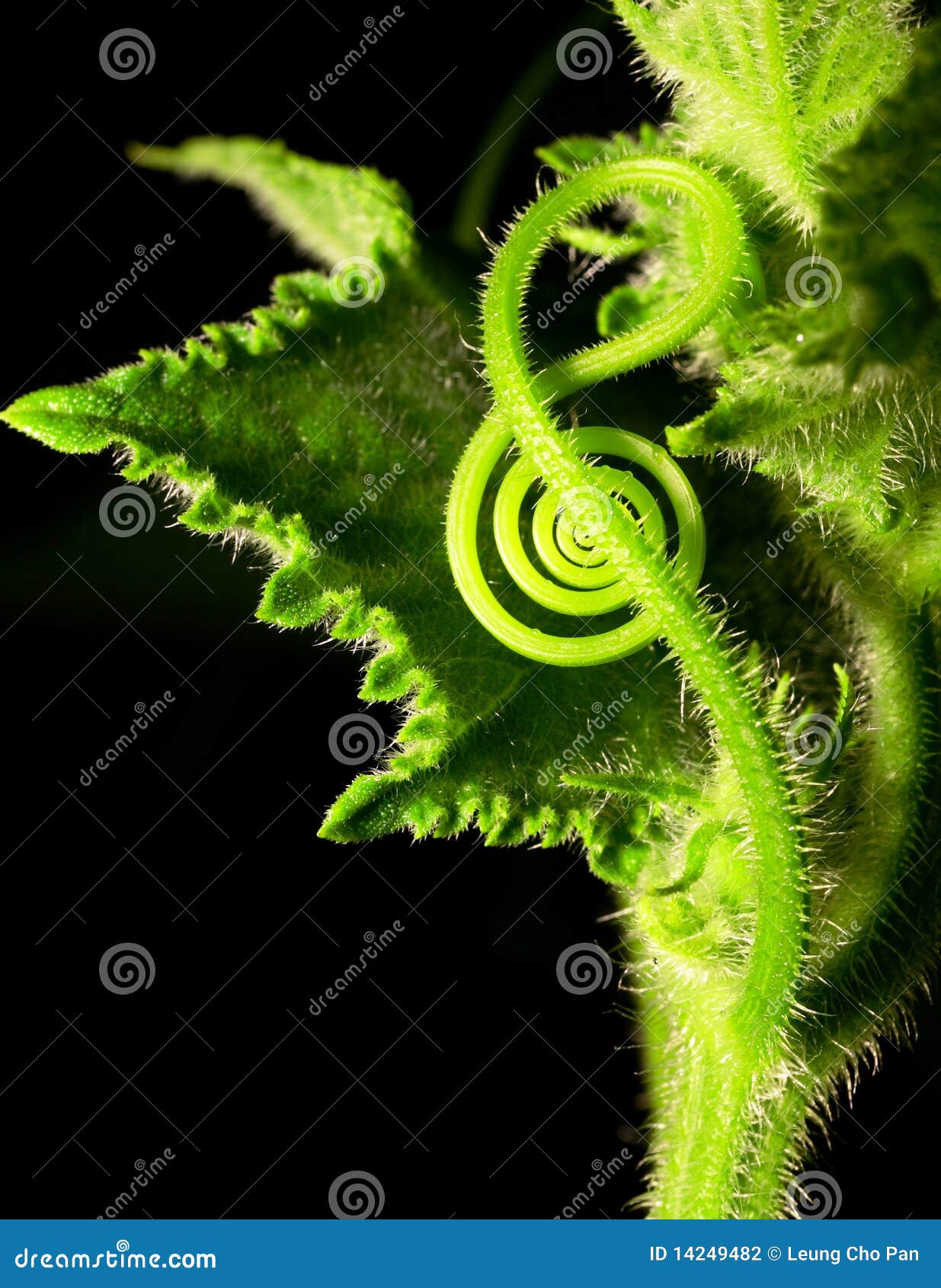 Music clef like vine stock photo. Image of notes, like - 14249482