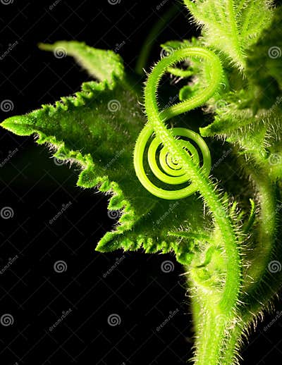 Music clef like vine stock photo. Image of notes, like - 14249482