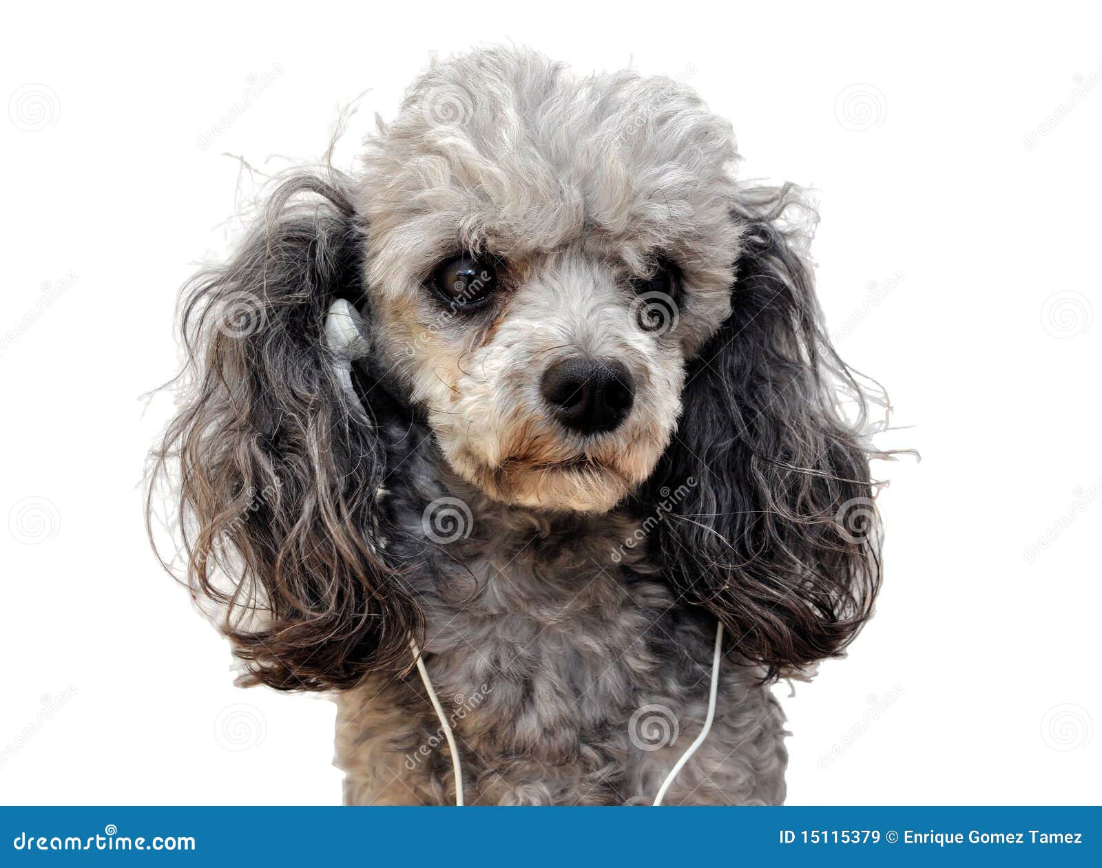 Music dog stock image. Image of funny, isolated, groove - 15115379