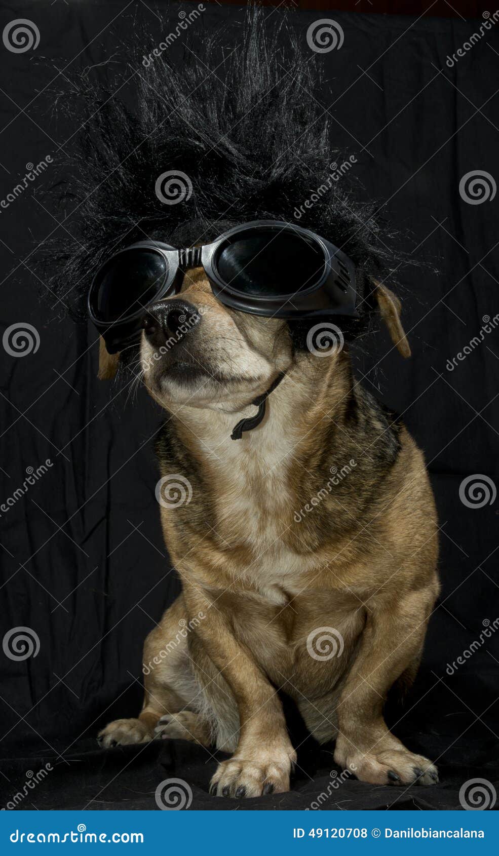 Music dog stock photo. Image of singer, roll, mammal - 49120708