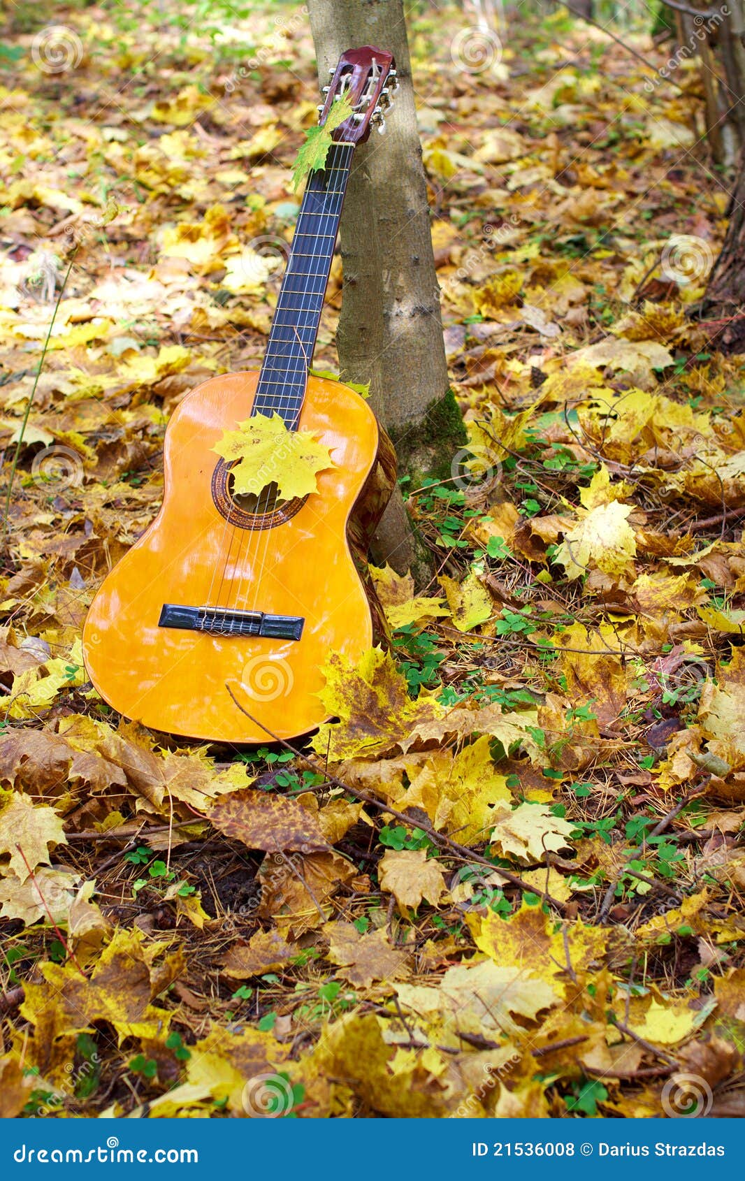 Music Guitar in Autumn Leaves Forest Background Stock Photo - Image of ...