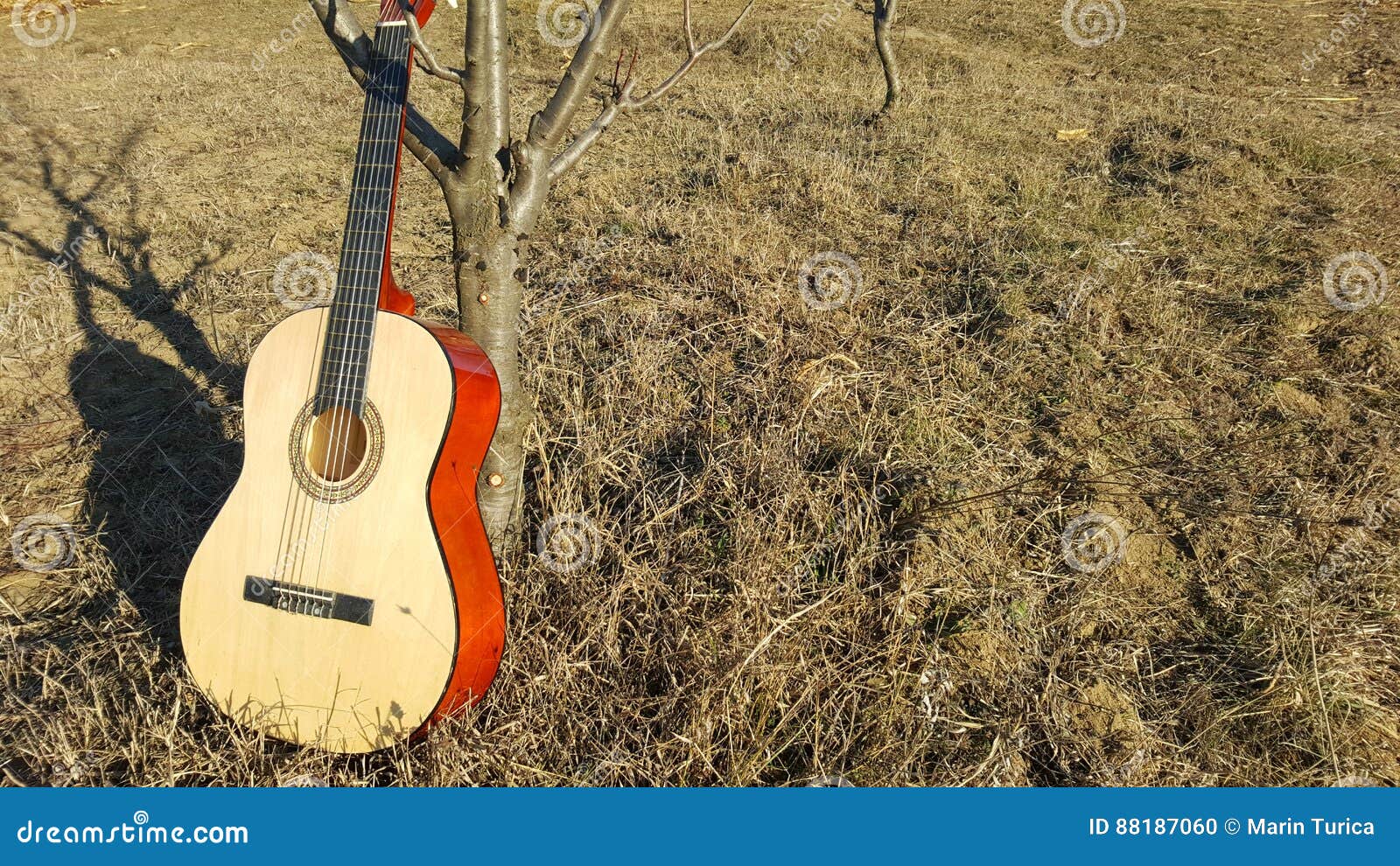 Music Instrument Guitar Leaning on the Tree Stock Photo - Image of ...