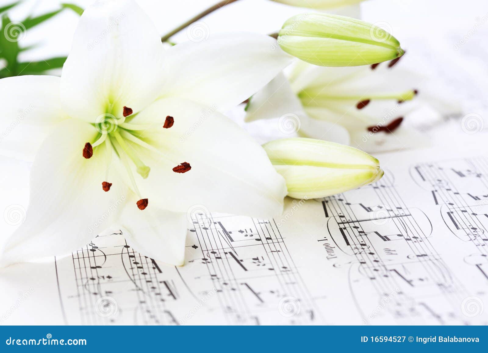 Music notes stock image. Image of composition, flower - 16594527