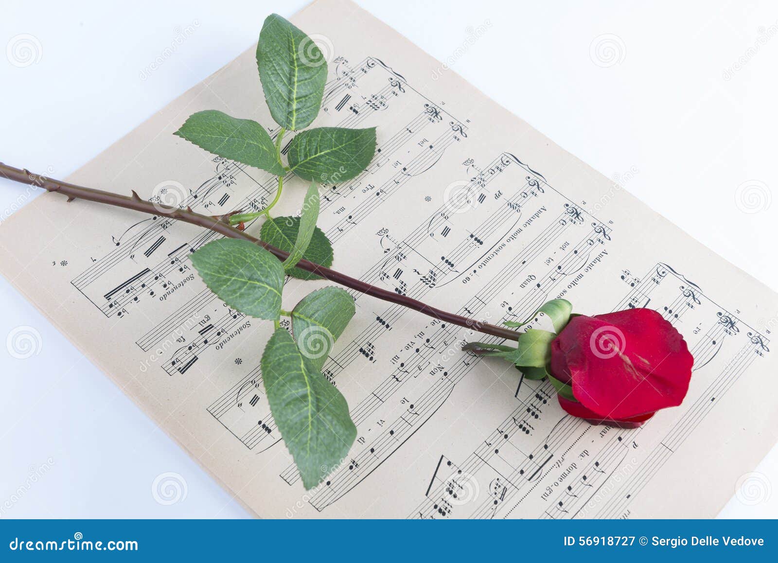 Music and rose stock image. Image of melody, musical - 56918727