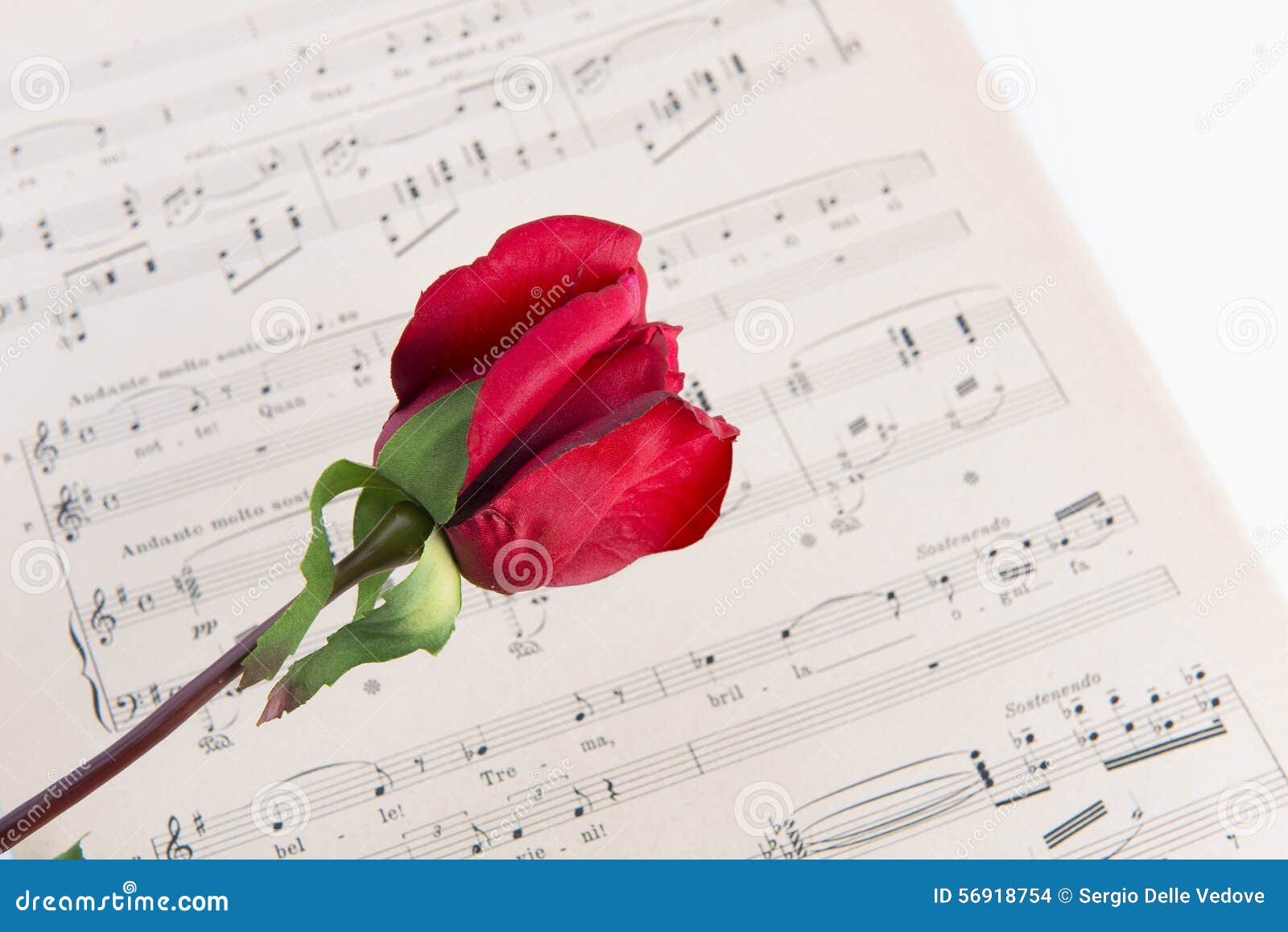 Music and rose stock photo. Image of classic, music, petal - 56918754