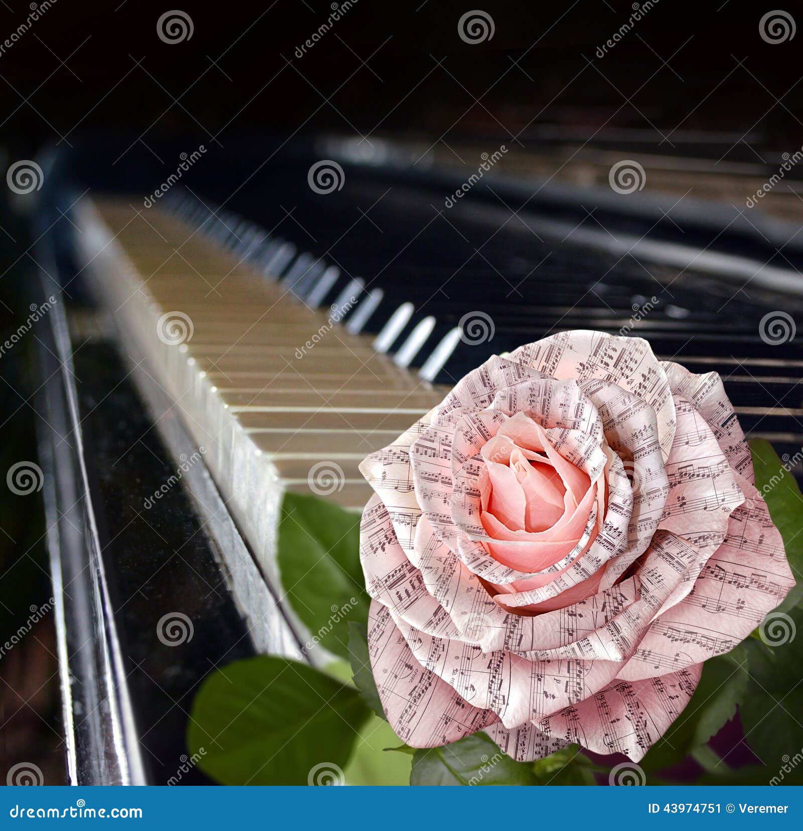Music Symbol. Beautiful Pink Rose with Notes Stock Image - Image of ...