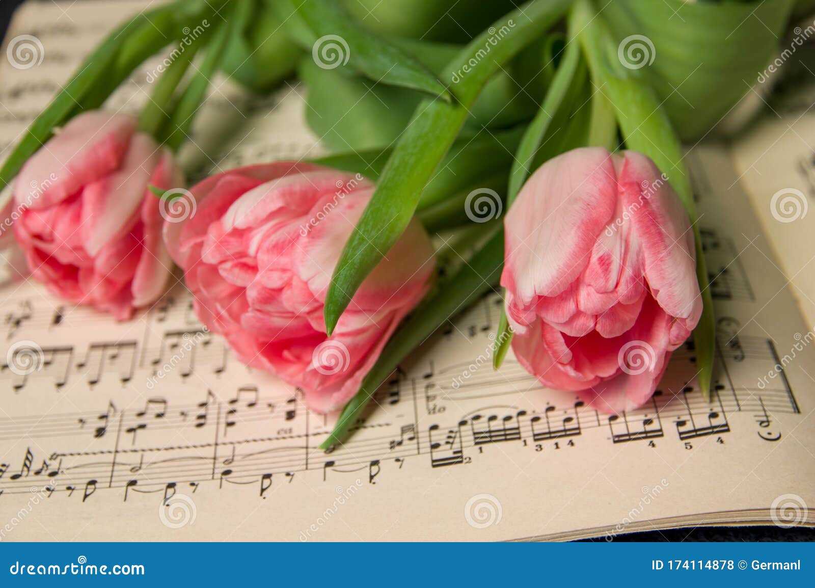 Musical Notes and One Tulip Romantic Background Stock Photo - Image of ...