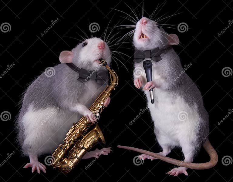 Musical Rats stock image. Image of duet, musician, mammal - 10559681