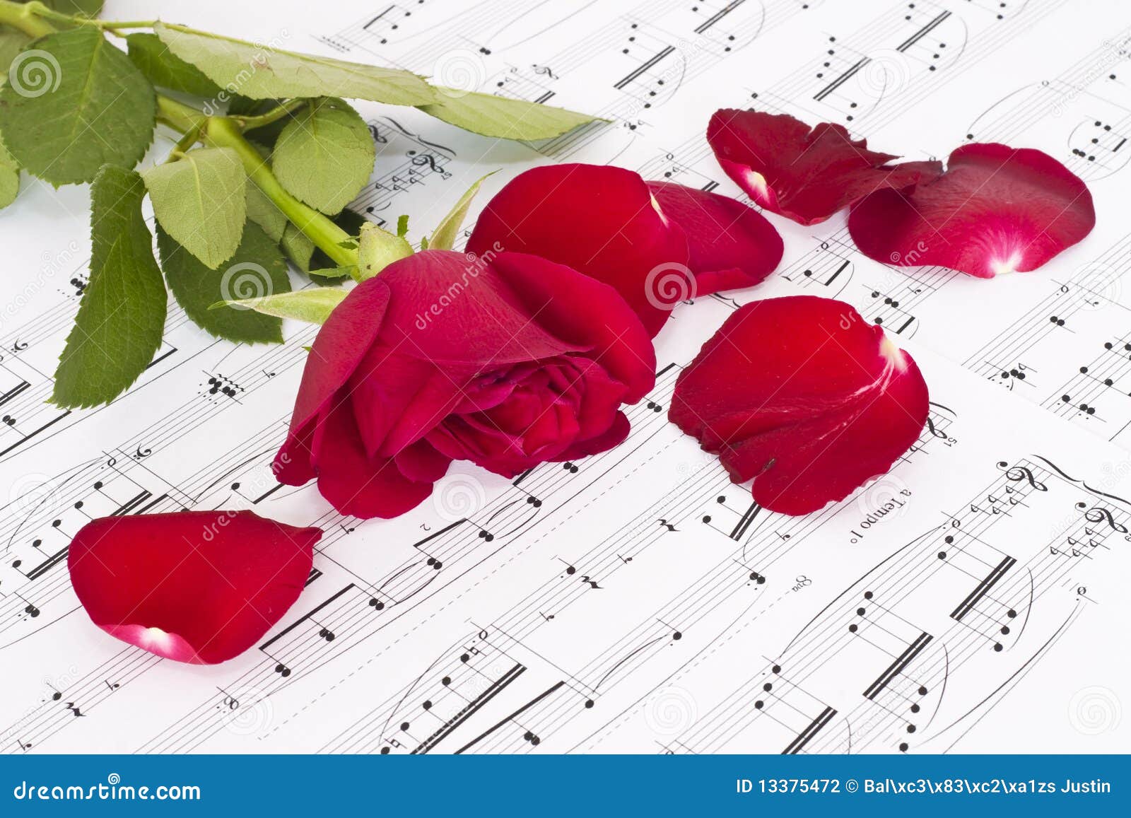 Musical score, and Rose stock photo. Image of musician - 13375472