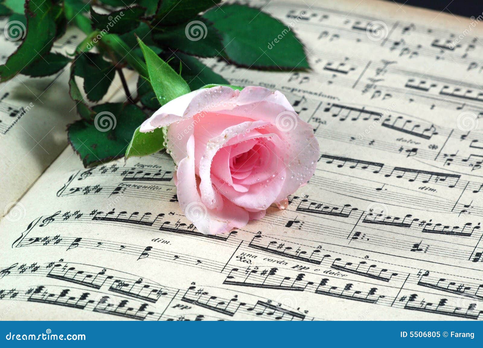 Musique De Rose Et De Feuille De Rose Image stock - Image du cheminée ...