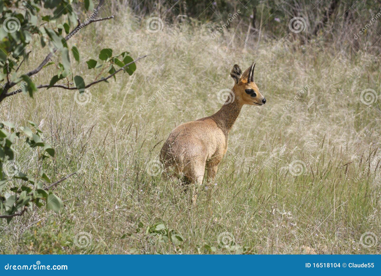 Musk 1 stock photo. Image of animals, parfume, wildlife - 16518104