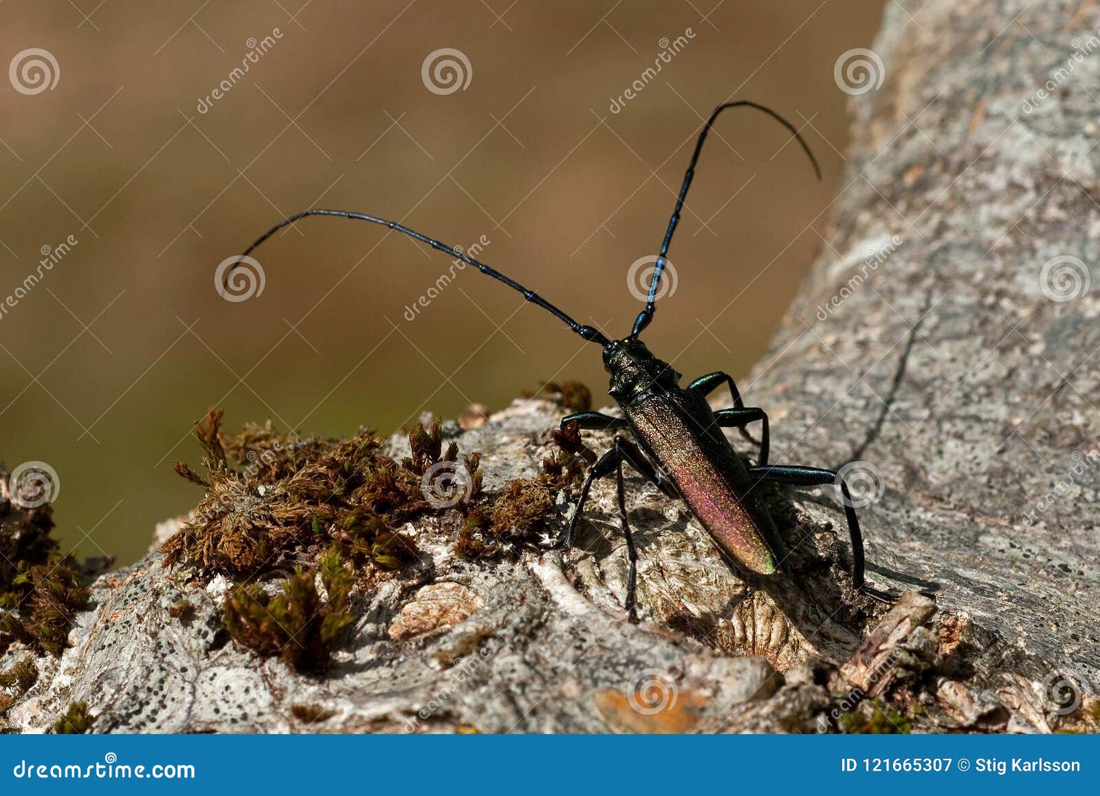 Musk Beetle Aromia Moschata Close Up Stock Image - Image of moschata ...