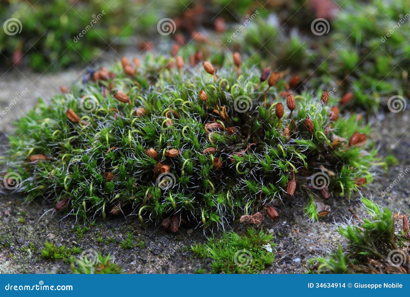 Musk stock photo. Image of water, fruit, plant, leaf - 34634914
