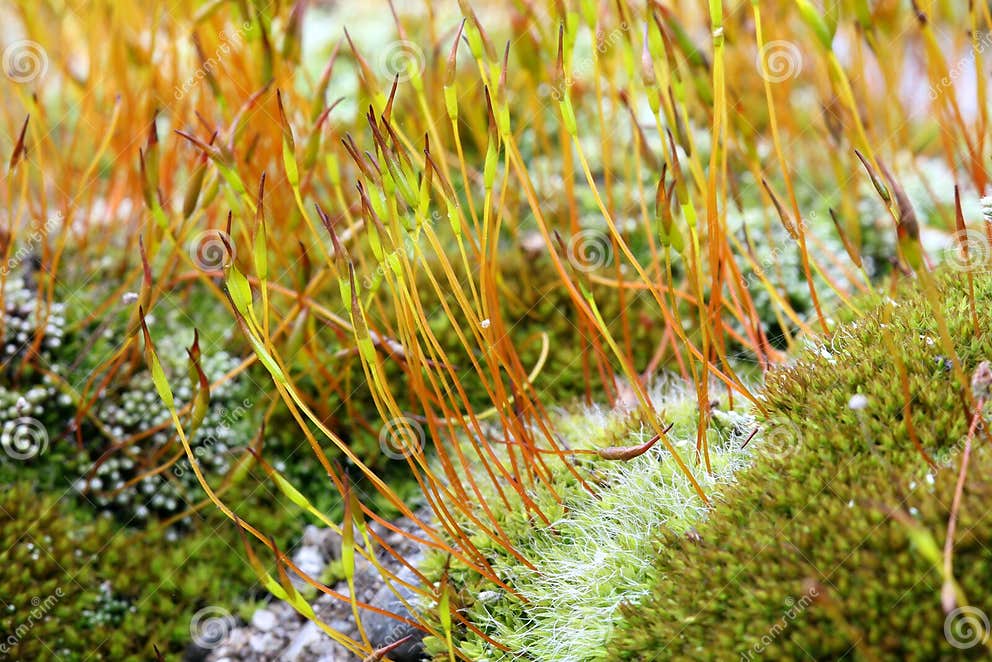 Musk stock image. Image of leaf, beautiful, horn, malva - 47605047