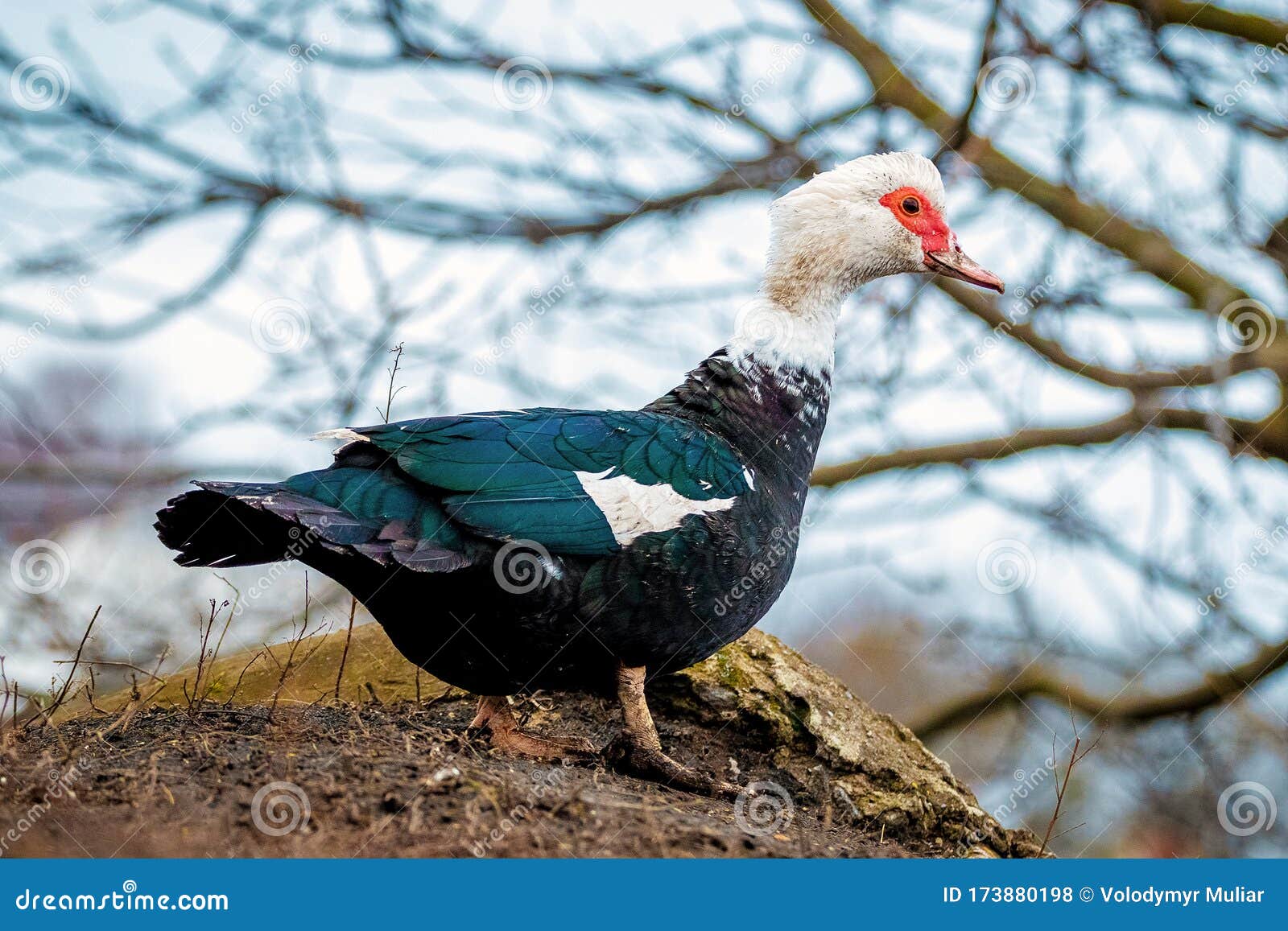 Musk Duck on Background of Tree. Ducks Breeding on the Farm_ Stock ...