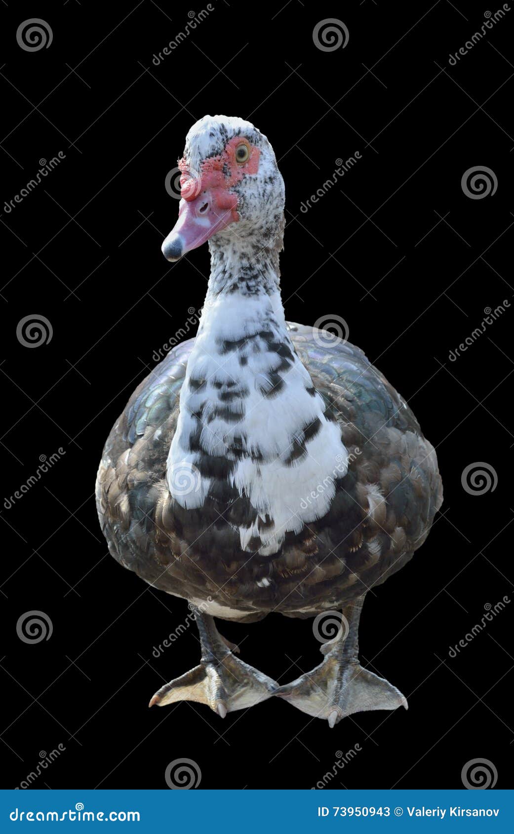 Musk duck stock image. Image of domestic, poultry, vertical - 73950943
