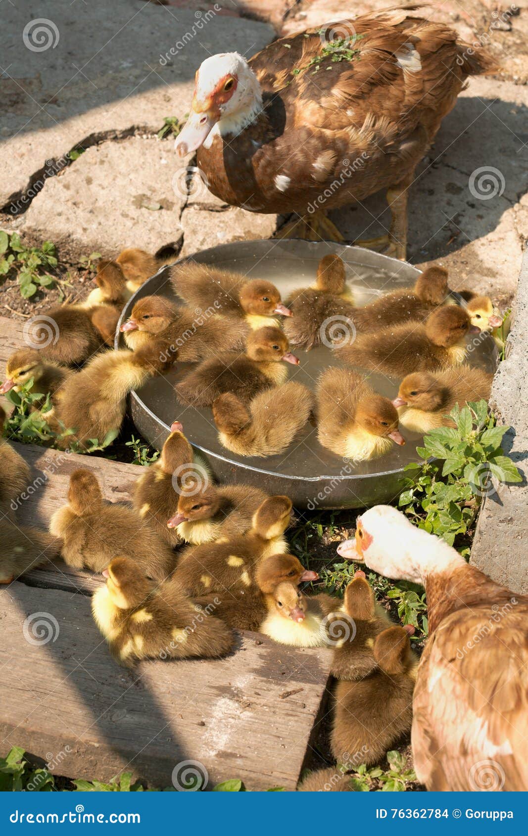 Duck And Ducklings Moving On The Grass Stock Photo | CartoonDealer.com ...