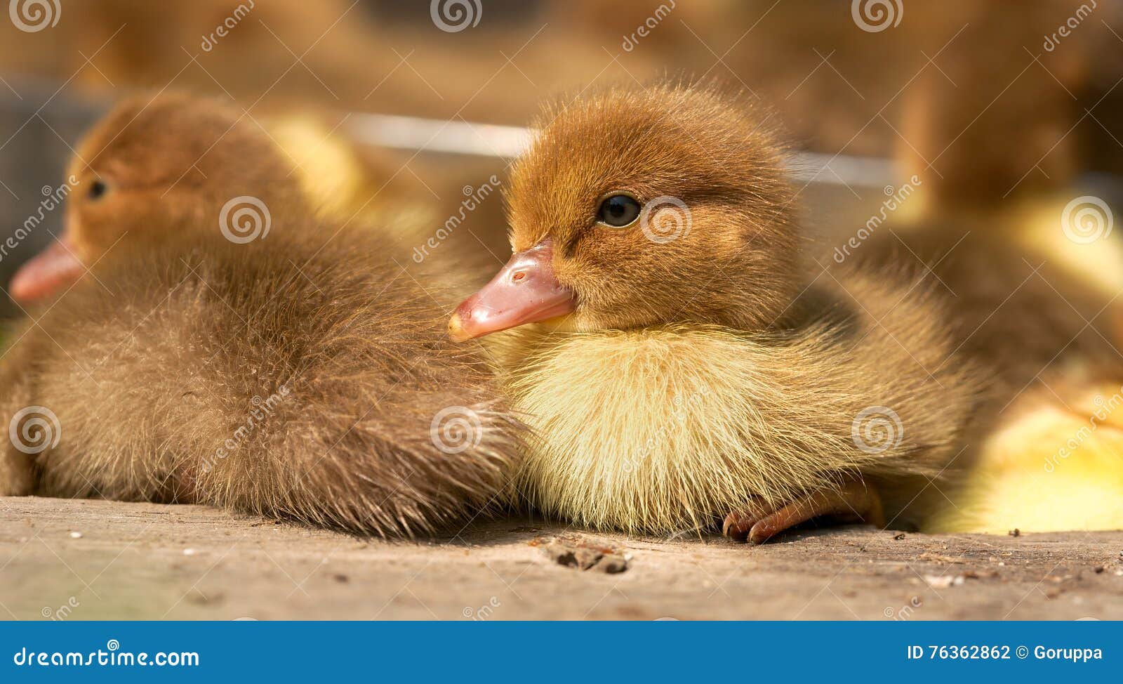 Musk duck ducklings stock photo. Image of pond, wildlife - 76362862