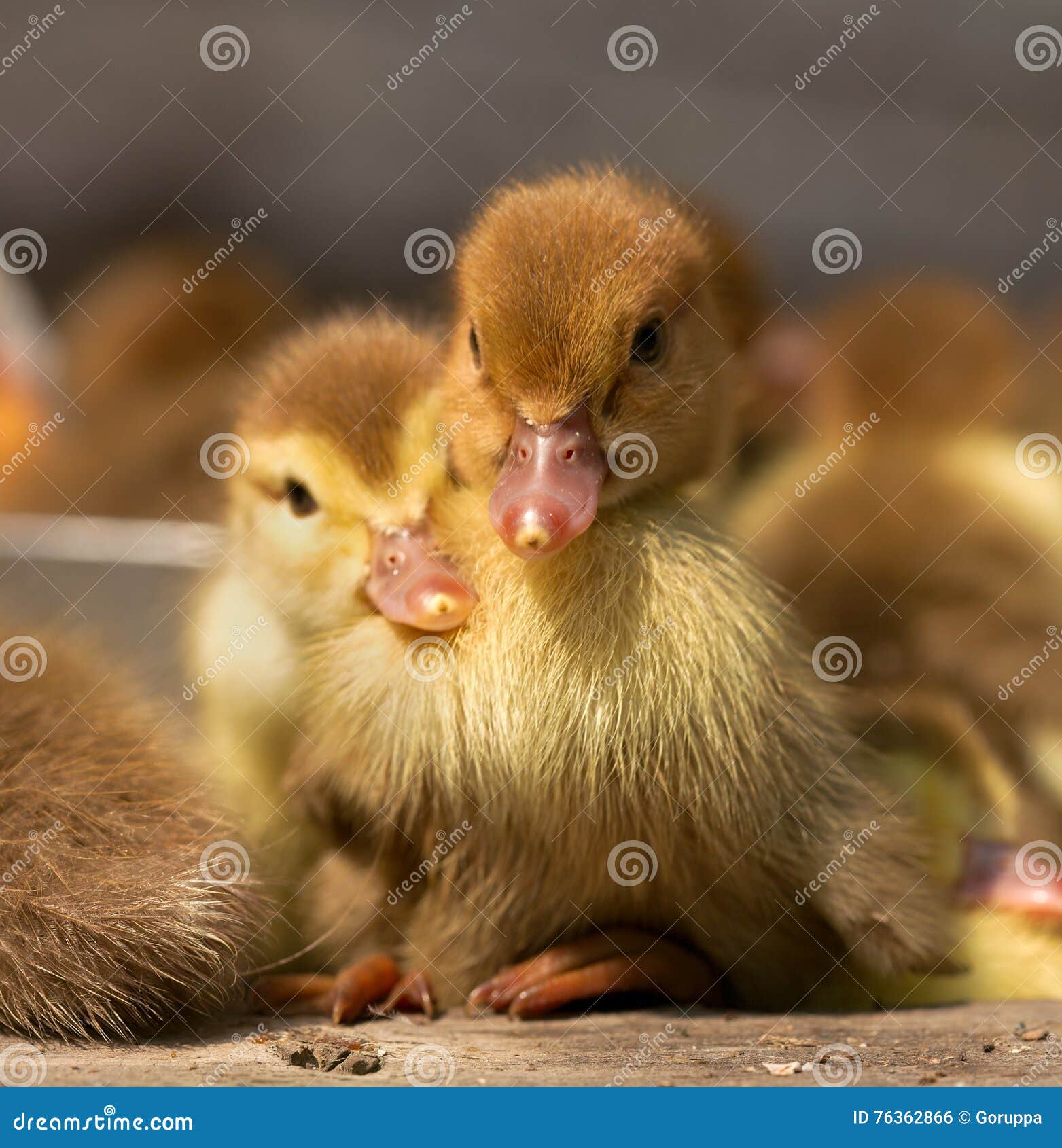 Duck And Ducklings Moving On The Grass Stock Photo | CartoonDealer.com ...