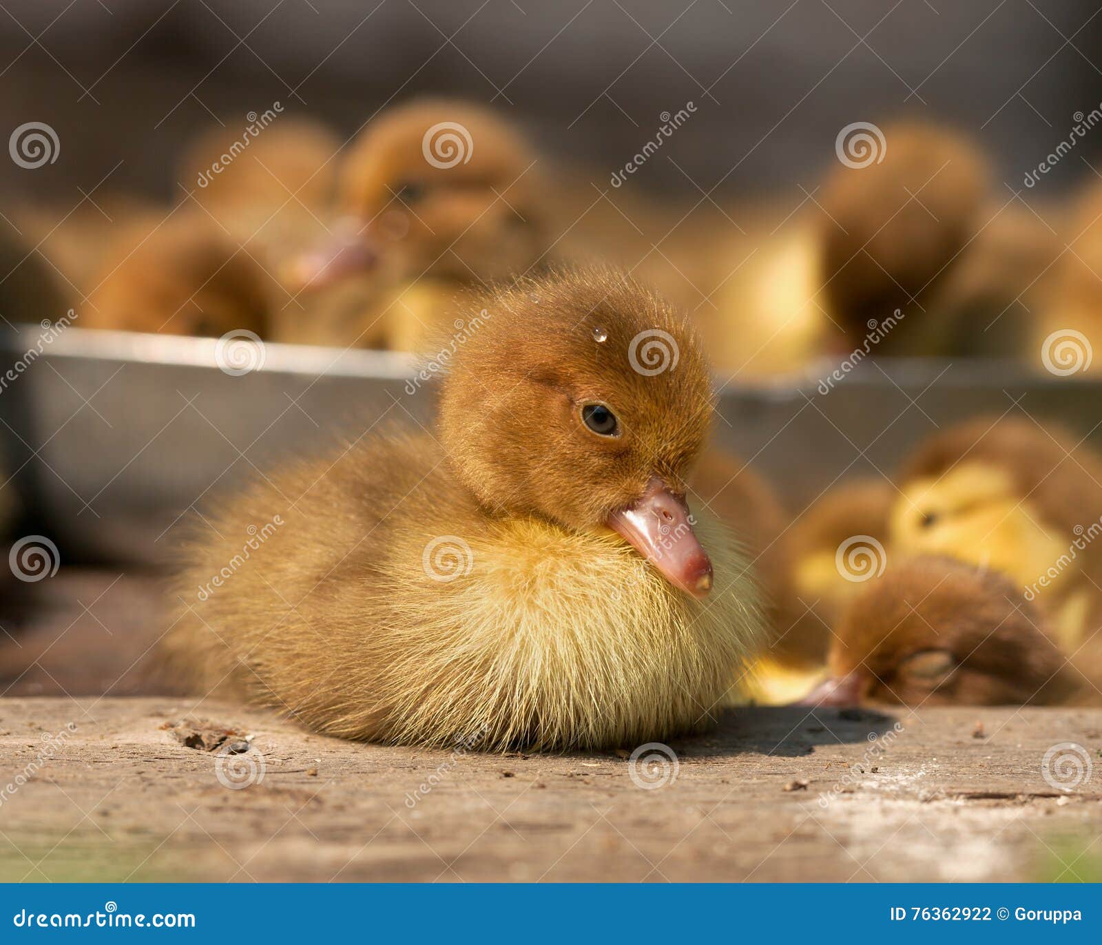 Duck And Ducklings Moving On The Grass Stock Photo | CartoonDealer.com ...