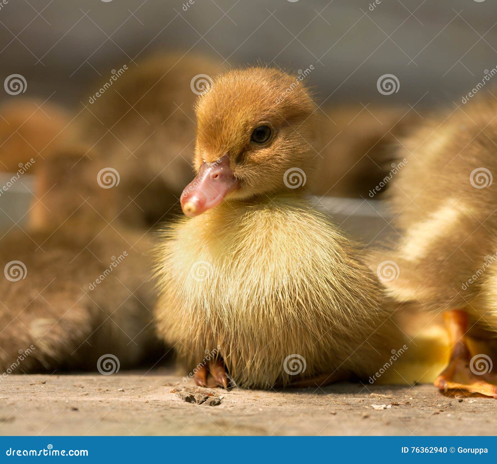 Duck And Ducklings Moving On The Grass Stock Photo | CartoonDealer.com ...