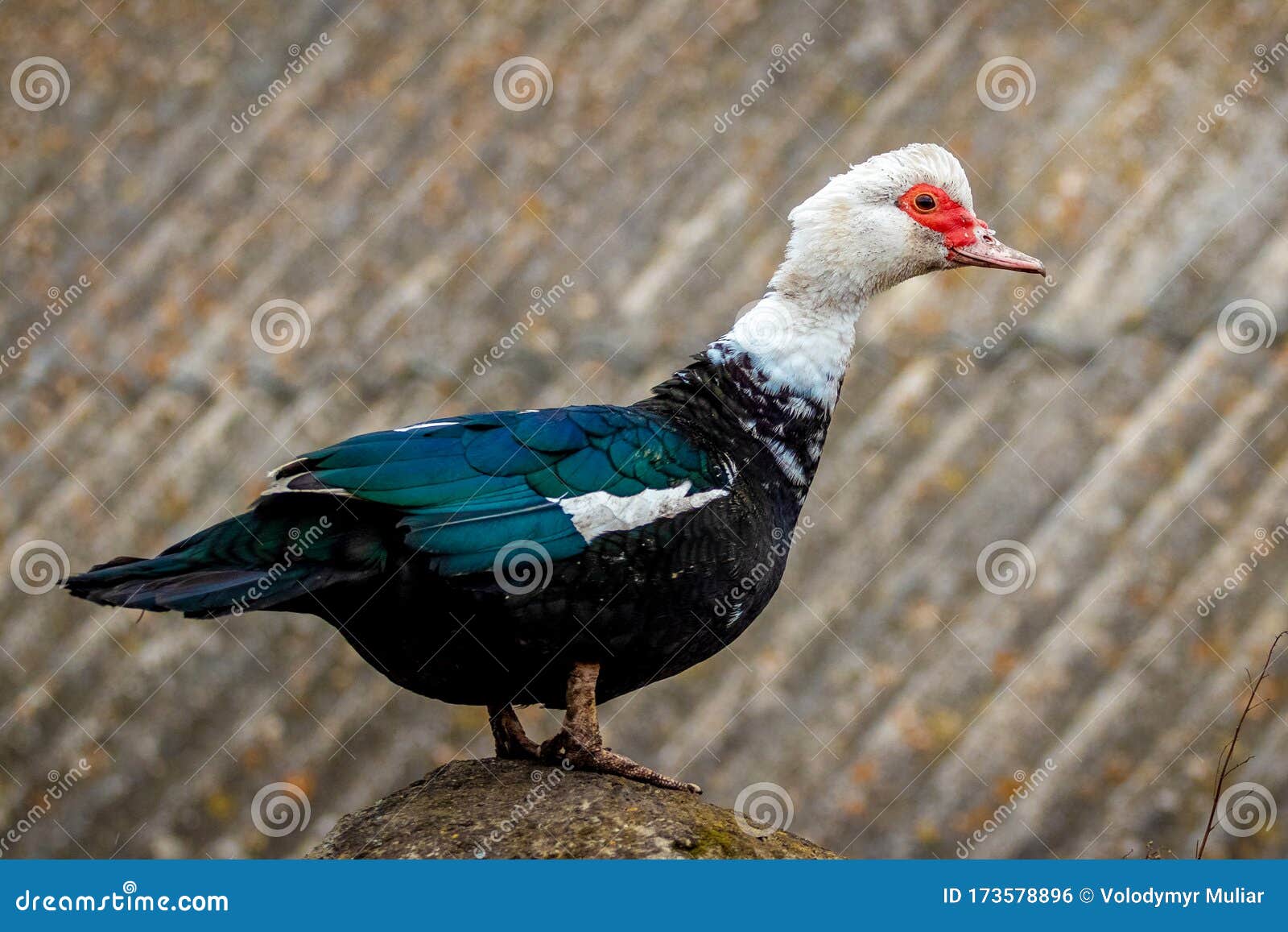Musk Duck on a Gray Patchy Background. Ducks Breeding_ Stock Photo ...