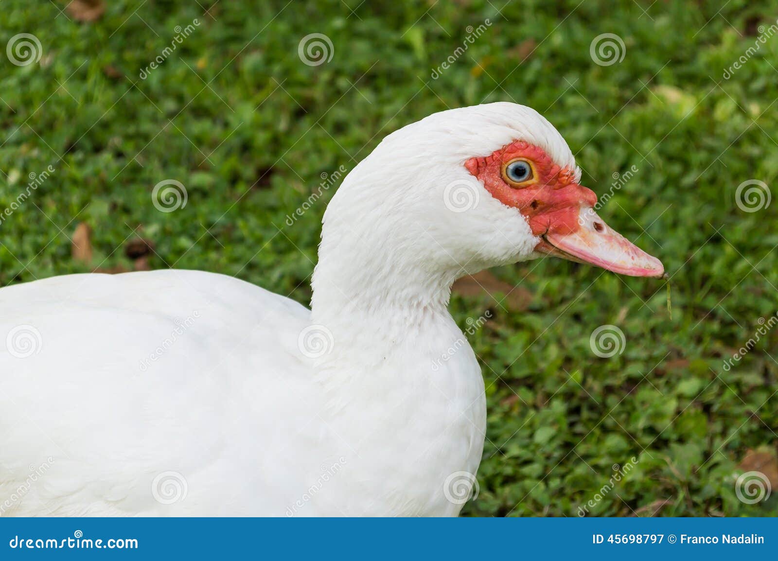 Musk duck stock image. Image of farm, look, ducky, head - 45698797