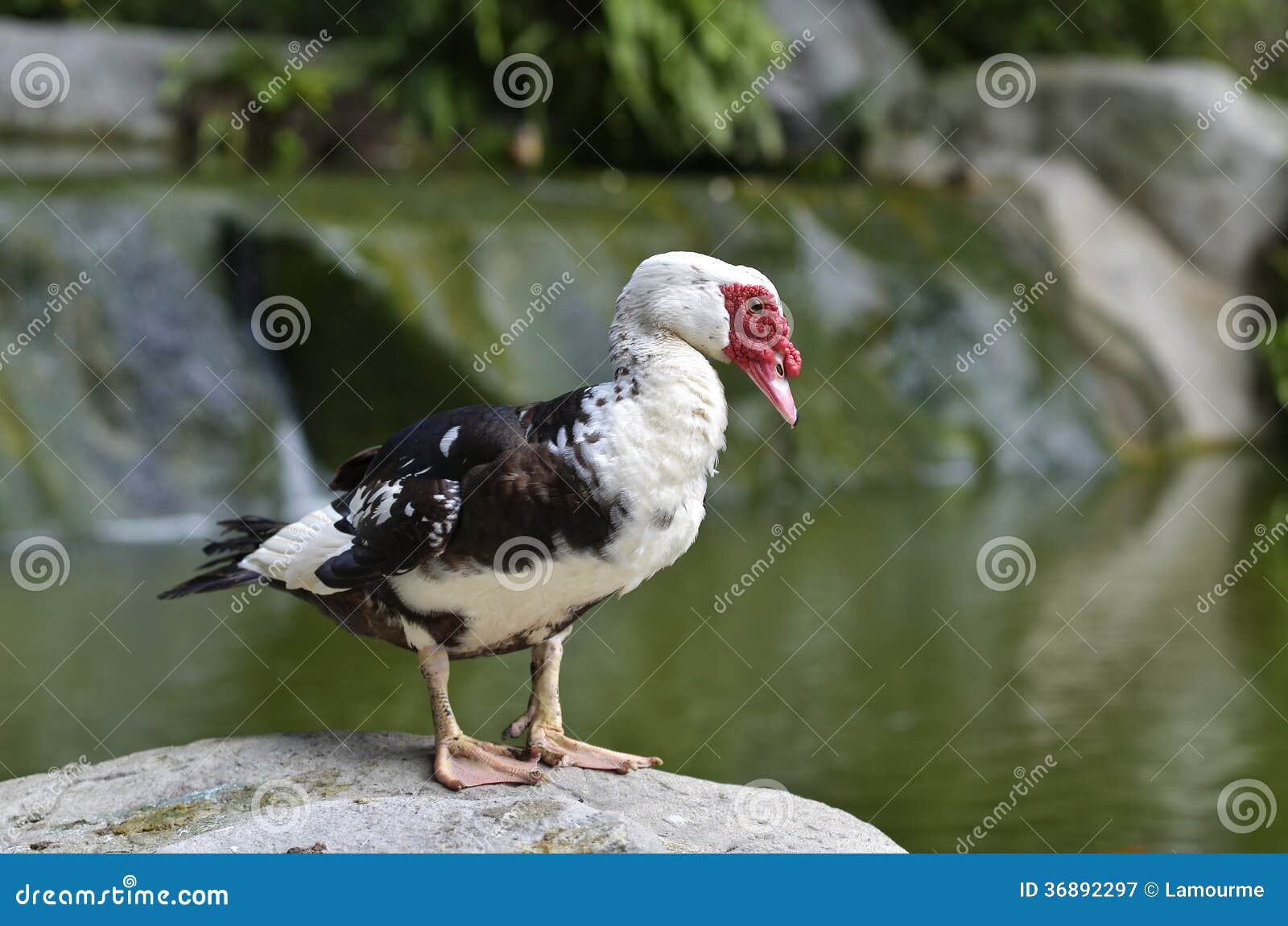The musk duck stock image. Image of nasty, anatidae, bird - 36892297