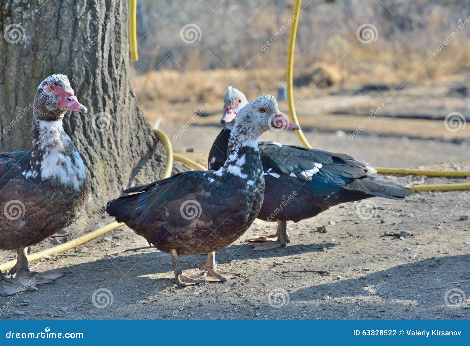 Musk ducks stock photo. Image of duck, ducks, muscovy - 63828522