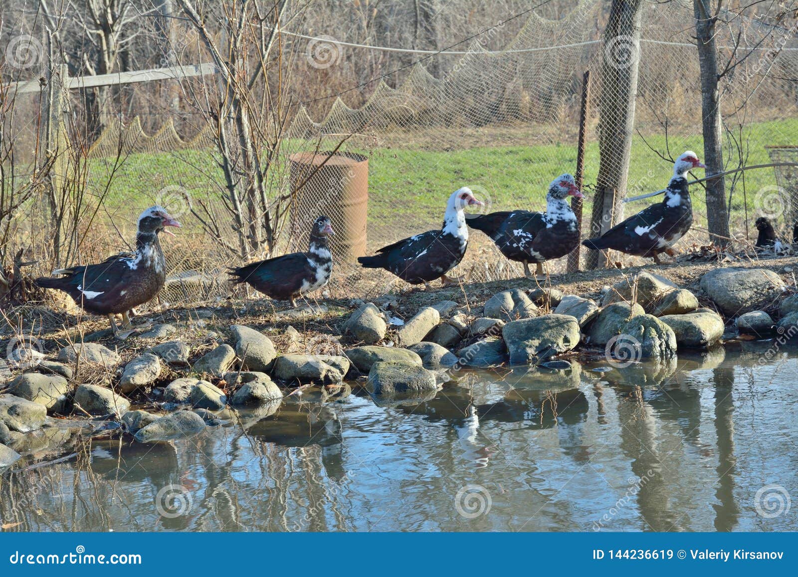 Musk ducks 23 stock image. Image of reflection, water - 144236619