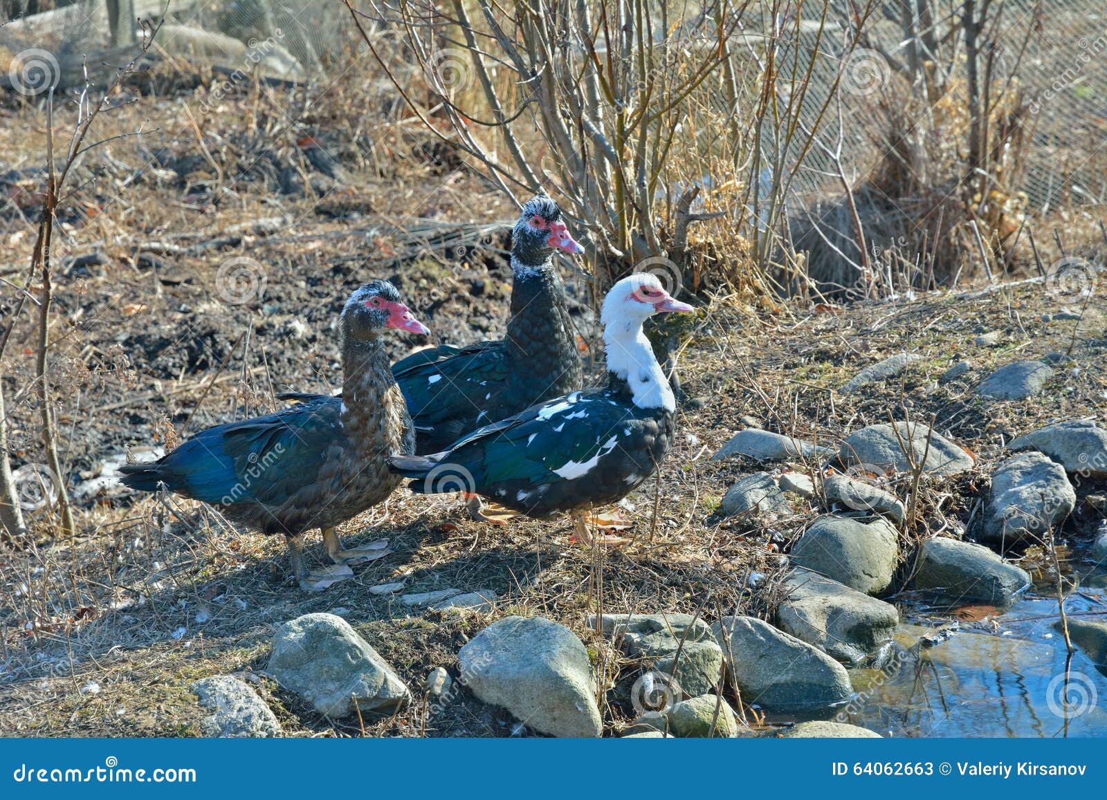 Musk ducks stock image. Image of bird, duck, nature, farm - 64062663
