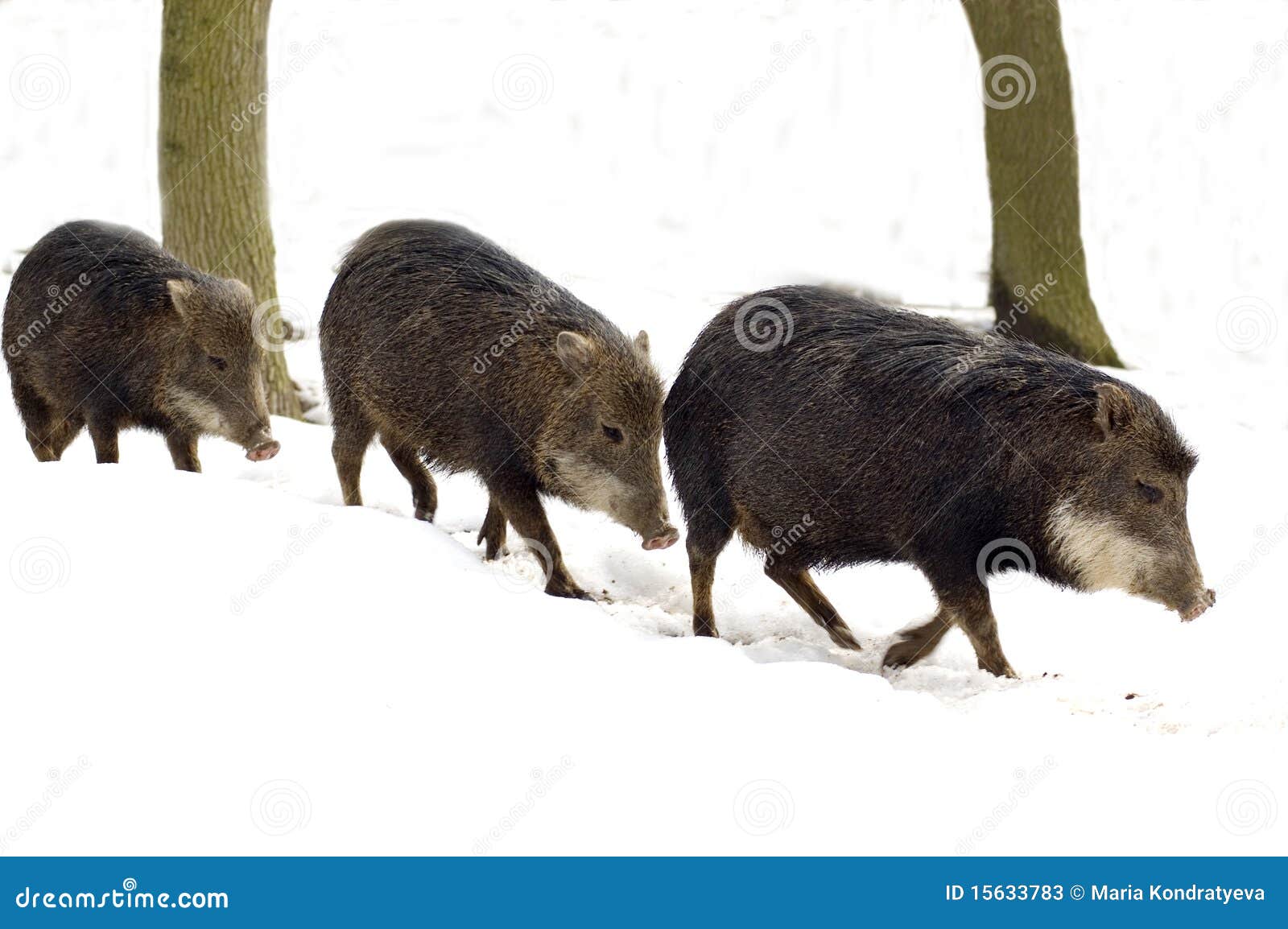 Musk hog (Tayassu tajacu) stock image. Image of endangered - 15633783