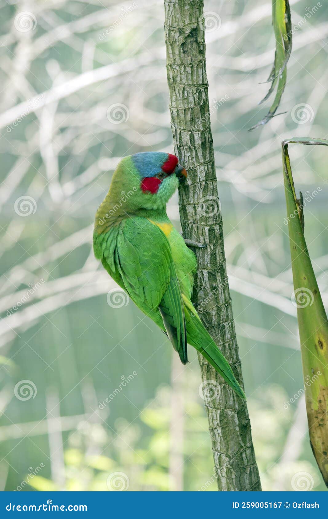 The Musk Lorikeet is Perched on a Small Tree Stock Image - Image of ...