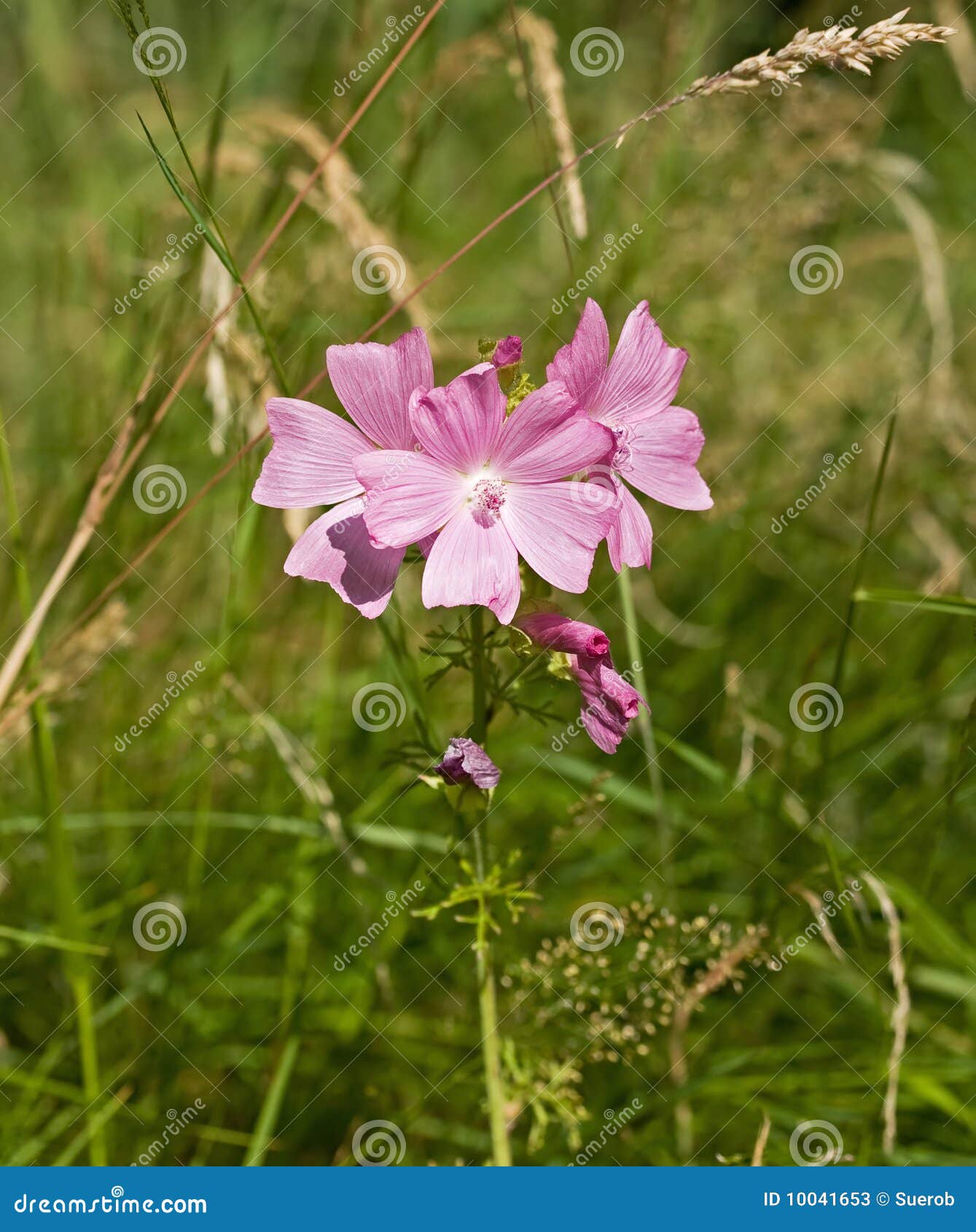 Musk Mallow Malva Moschata Rosea Flowers In Sunlight Stock Photography ...