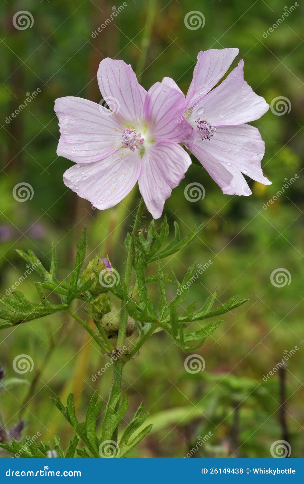 Musk Mallow Malva Moschata Rosea Flowers In Sunlight Stock Photography ...