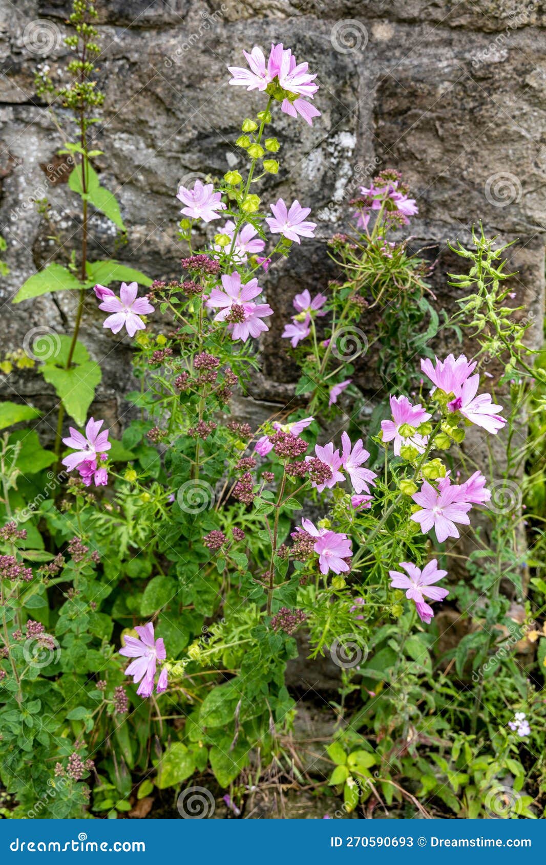 Musk Mallow Blooms Against the Wall Stock Image - Image of moschata ...