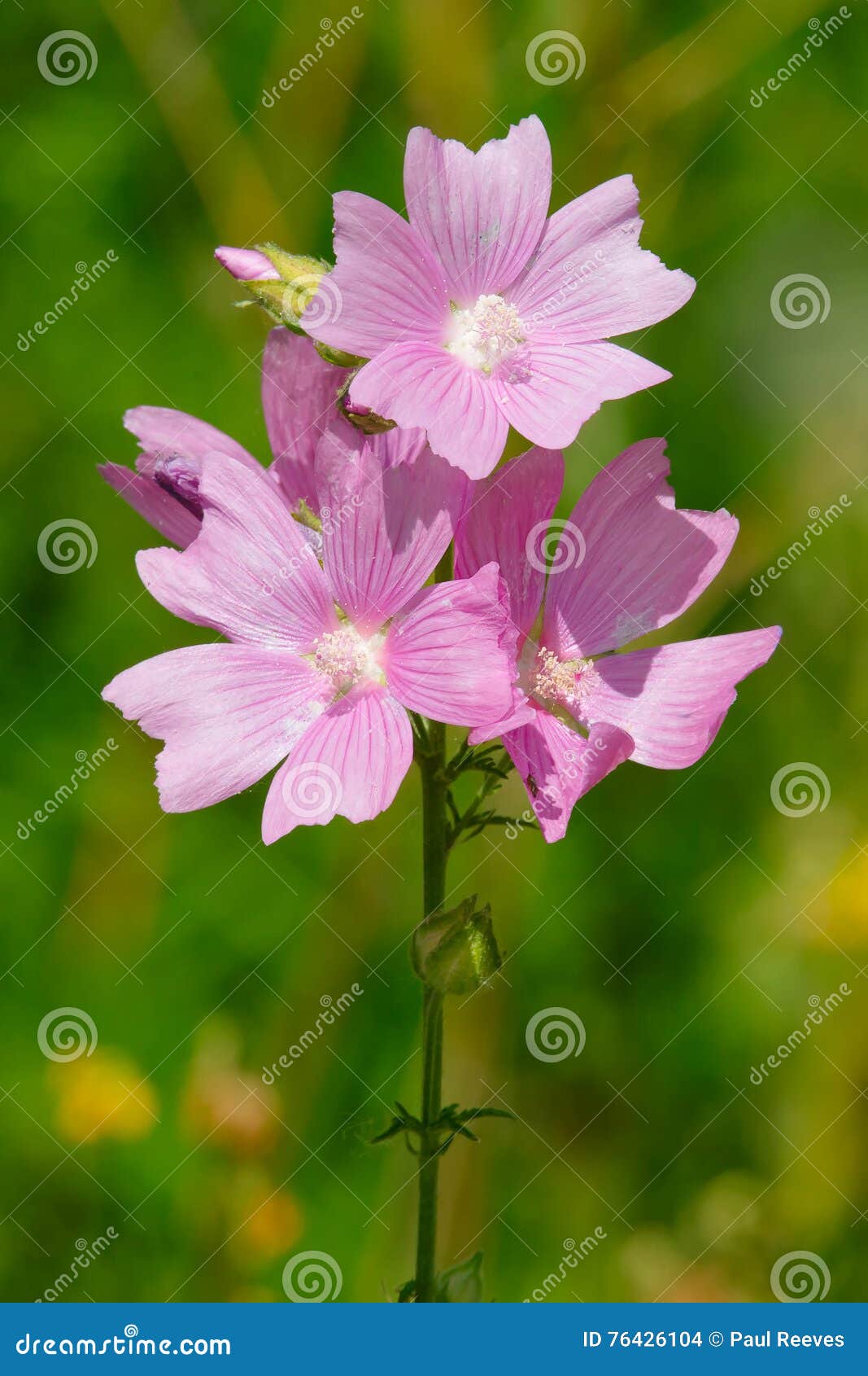 Musk Mallow - Malva Moschata Stock Photo - Image of ontario, america ...