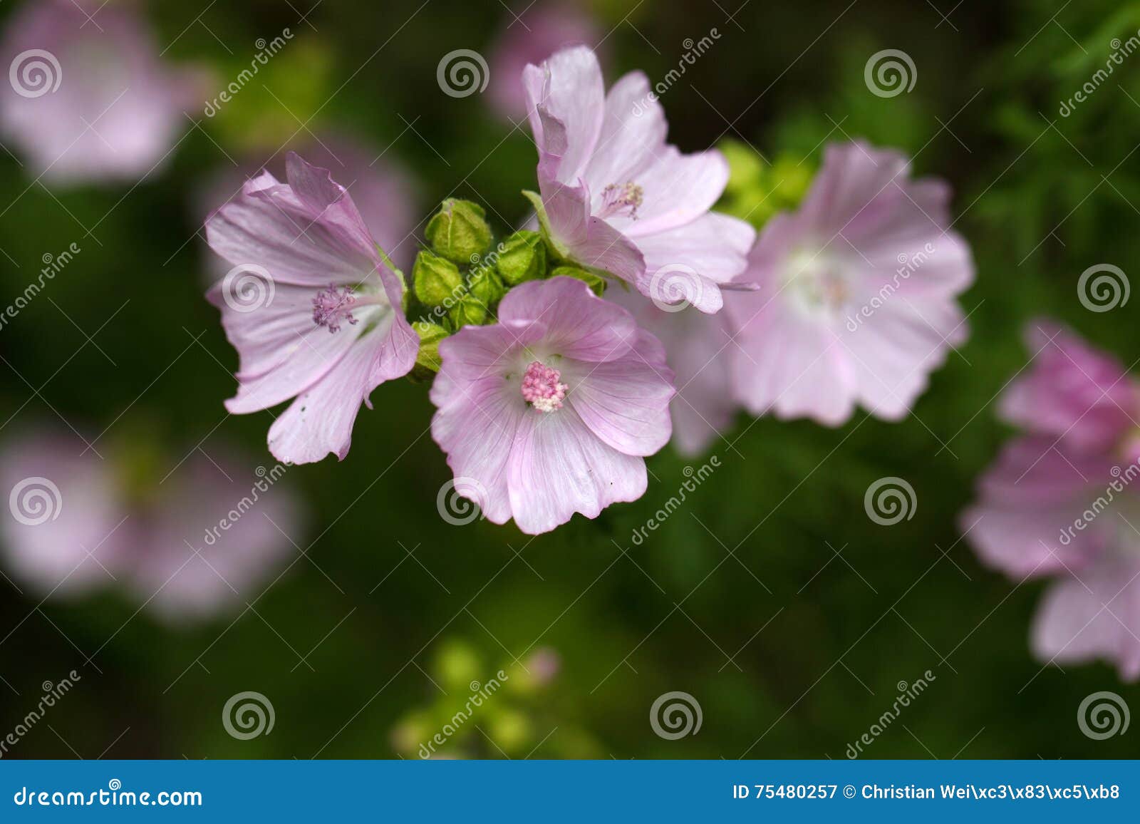Malva Moschata, The Musk Mallow Stock Image | CartoonDealer.com #224222719