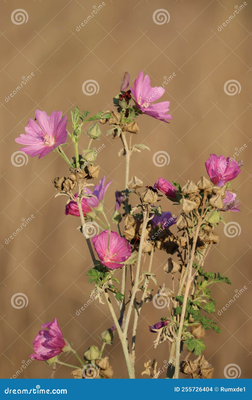 Musk Mallow stock photo. Image of pink, mallow, medicinal - 255726404
