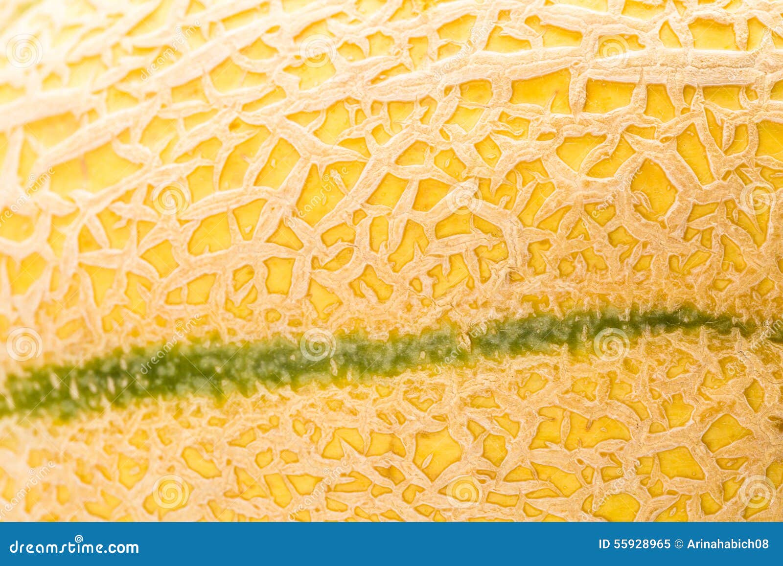 Musk melon stock image. Image of stripes, yellow, musk - 55928965