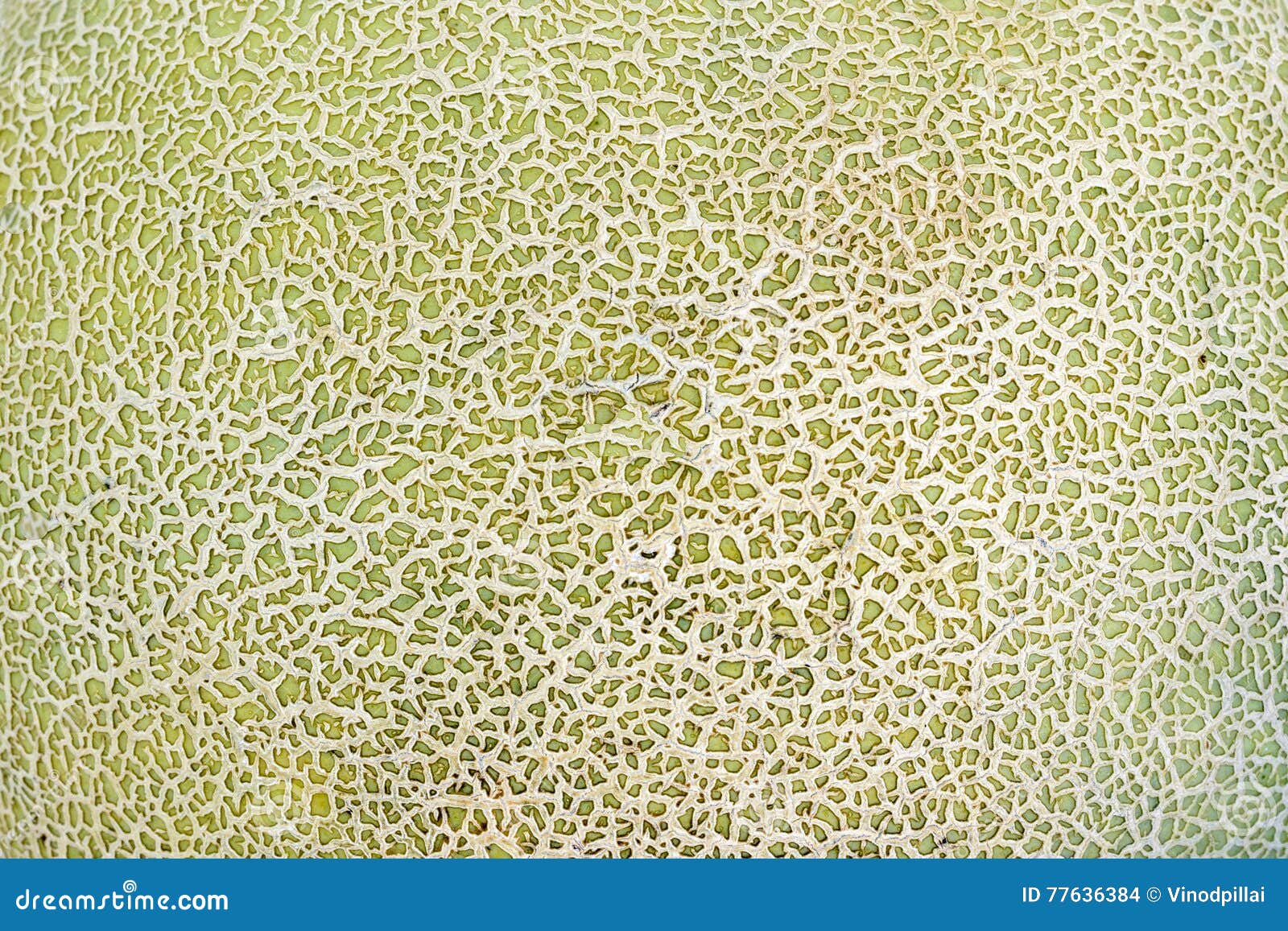 Melon Skin Texture Royalty-Free Stock Image | CartoonDealer.com #68236810