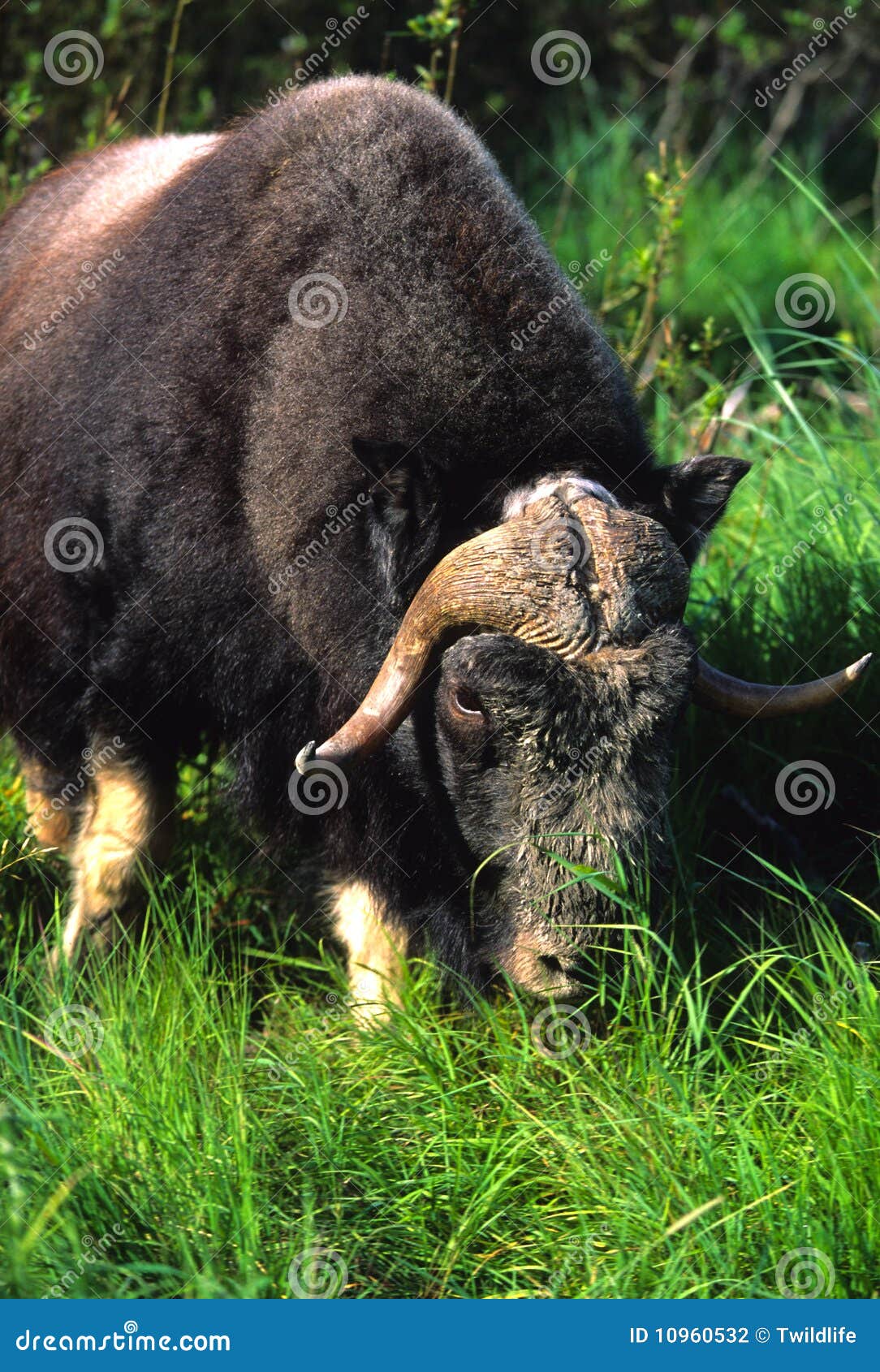 Musk Ox stock photo. Image of nature, wildlife, arctic - 10960532